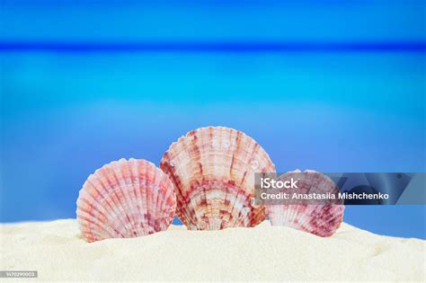 바다 뒤의 모래 해변에 바다 분홍색 조개 휴가의 개념 뜨거운 나라 여행 복사 공간 0명에 대한 스톡 사진 및 기타 이미지 0명 개념 경관 Istock