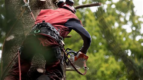 How To Kill A Tree Removing A Tree Without Cutting It Down WGS Tree Services