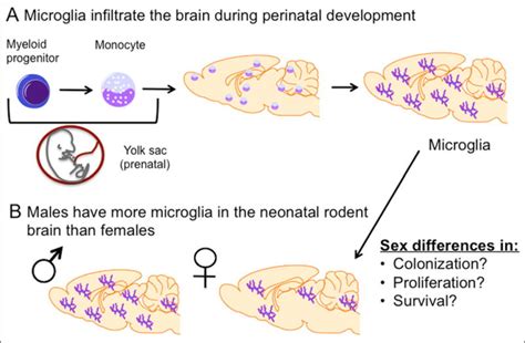 A Starring Role For Microglia In Brain Sex Differences PMC