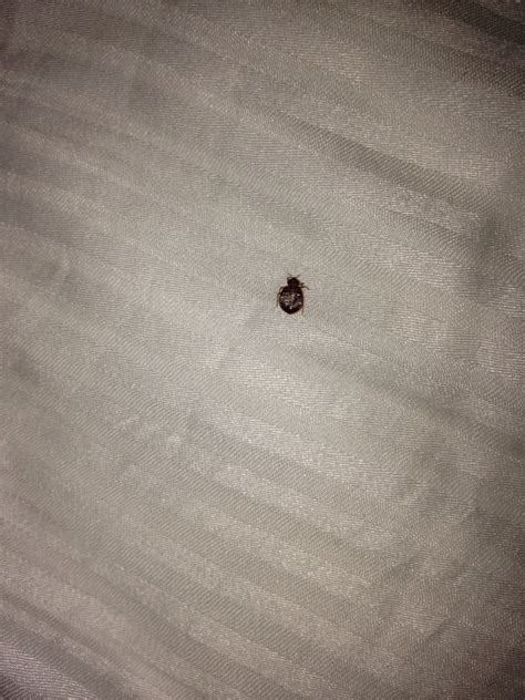 Bed Bug Bites Genital Area Moreoo