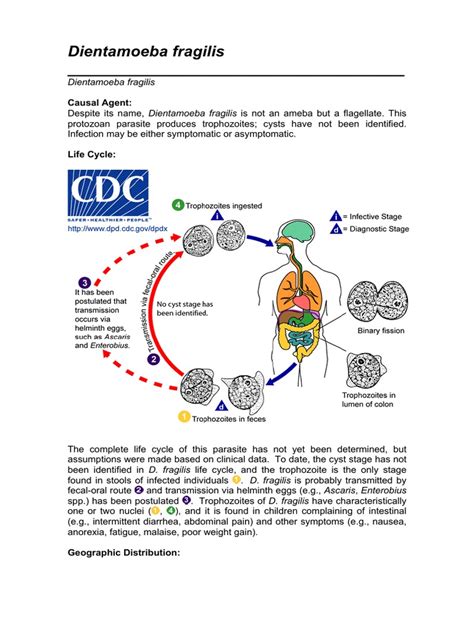 Dientamoeba Fragilis Pdf Immunology Medicine