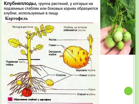 Свежие овощи Классификация презентация онлайн