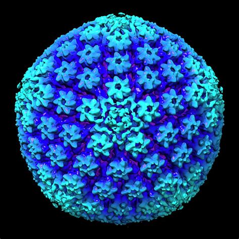 Herpes Simplex Virus