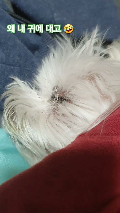 내 귀에 캔디 😁 강아지 코 고는 소리 Snoring Youtube