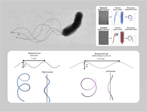 Dr Paul Boulos Doany On Linkedin Bacteria Archaea Flagella