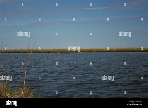 A Creche Of Common Eiders Observed In Alaska During The Summer Is A