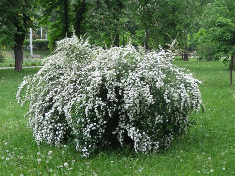 Цветущий куст - Фото Дом Солнца