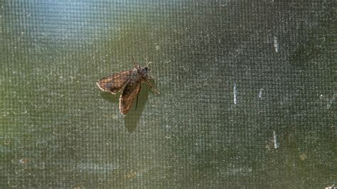 Miller Moths Return In Colorado Why You Should Not Kill Them