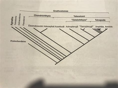 Bio Exam 1 Diagram Quizlet