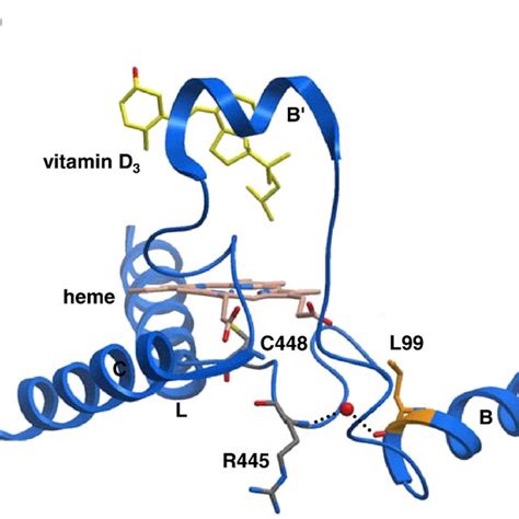 Overall Structure Of Human Cyp2r1 A Distal View Of Cyp2r1 Structure