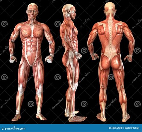 Human Body Muscles