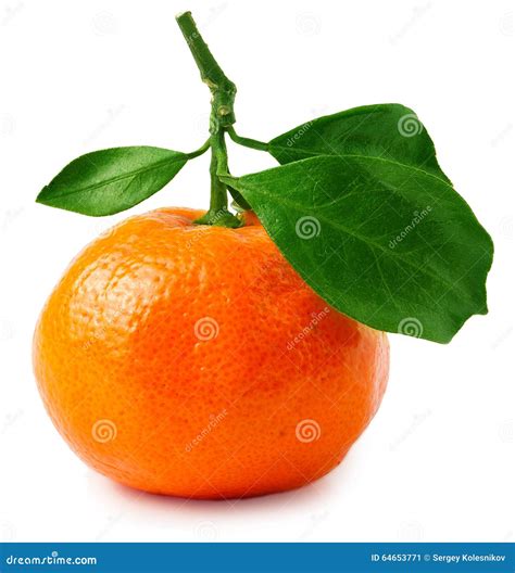 橘子树叶图片橘子树图片橘子花图片大山谷图库