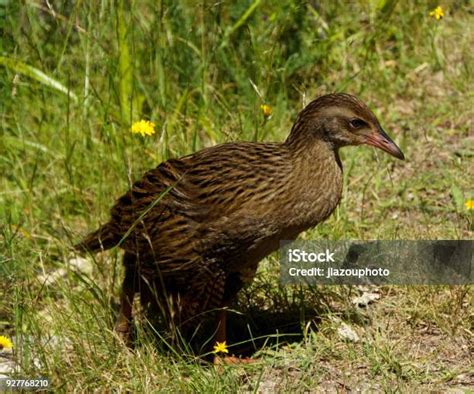Weka Di Indonesia Foto Stok Unduh Gambar Sekarang Weka Abel Tasman Burung Istock
