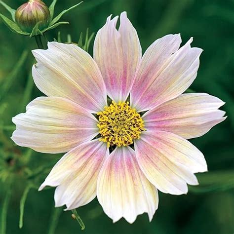 25 Of The Best Cosmos Flower Cultivars For Your Yard
