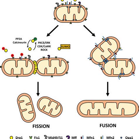 Mitochondrial Dynamics In Cell Death Altered Mitochondrial Structure