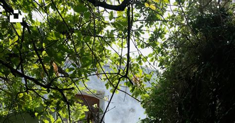 회색 콘크리트 계단에 녹색 나무 사진 Unsplash의 무료 아이비 이미지