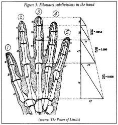 Fibonacci On Pinterest Spirals Sacred Geometry And Fractals