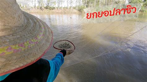 ยกยอ ยกสะดุ้ง ยกยอปลาซิว Youtube