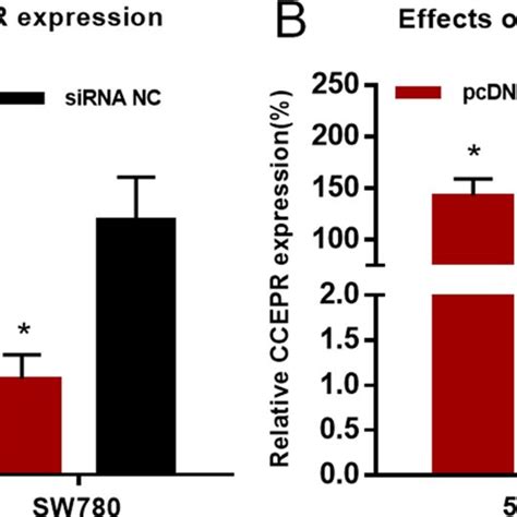 Effects Of Corresponding Sirna Or Pcdna On Ccepr Expression Level A Download Scientific