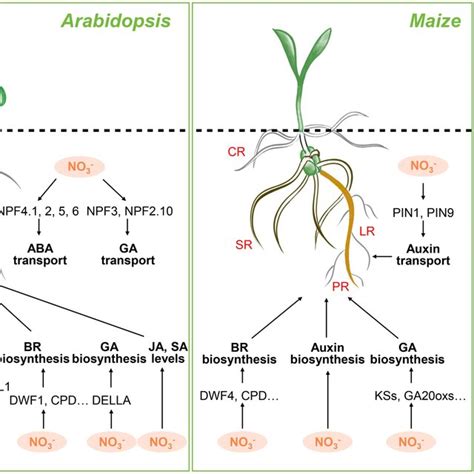 Phytohormones‐regulated Nitrogen Assimilation Schematic Routes Of N