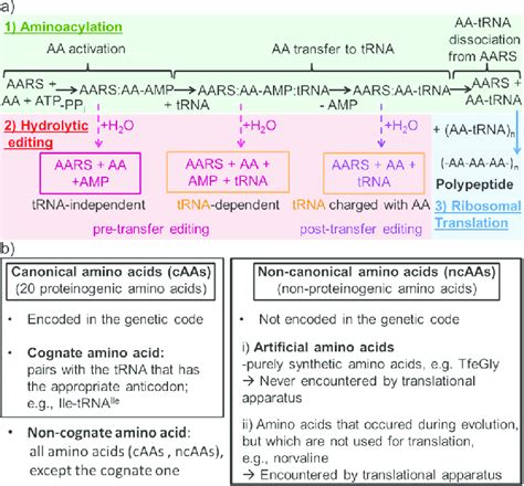 A Overall Kinetic Scheme For Hydrolytic Editing By Aarss