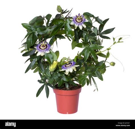 Flowering Passiflora Passionflower In A Pot Isolated On White