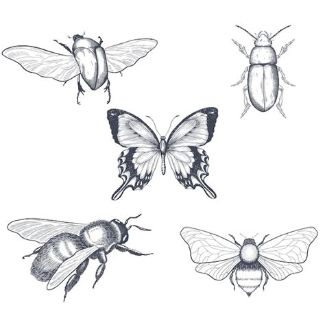 Grand Ensemble Dinsectes Insectes Coléoptères Et Abeilles Puces De