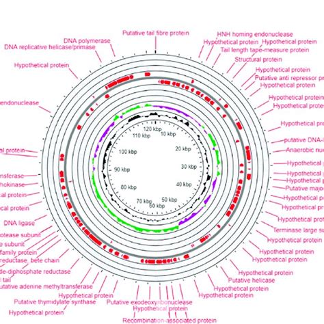 Circular Genome Map Of Phage Vmj710 Download Scientific Diagram