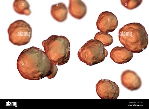 Cryptococcus Neoformans Fungus Computer Illustration C Neoformans Is