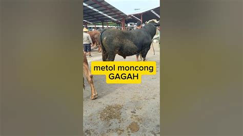Simental Moncong Sapi Shorts Short Shots Shortsfeed Ternak Cow