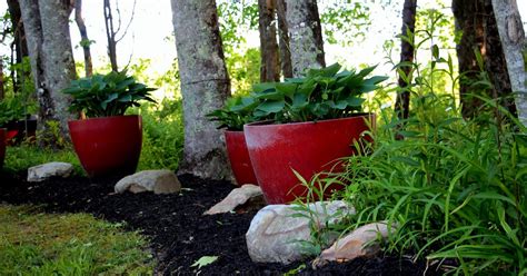 In Peggys Garden New Hosta Beds