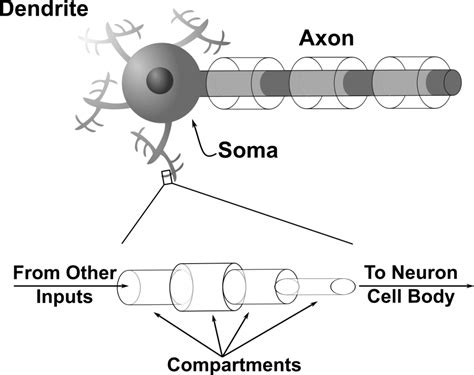 Mammal Sandia Neuroscience