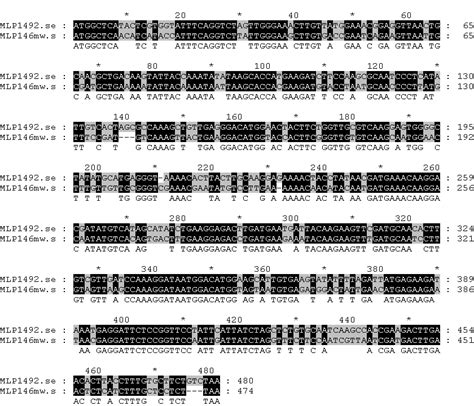 3 MLP Sequence Association Sequence Comparison Of Opium Poppy Major