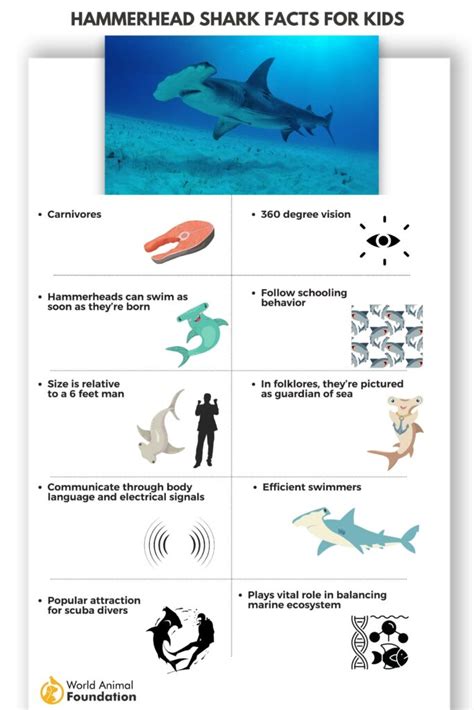 Hammerhead Shark Facts Curious Insights And Discoveries