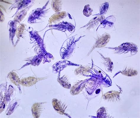 Premium Photo Insect Under A Microscope