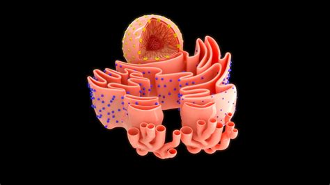 Nucleus With Endoplasmic Reticulum 3d Model Turbosquid 2210577