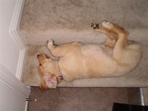 Puppies Sleeping Are So Cute Sleeping Puppies Puppies Puppies And