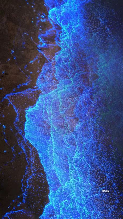 African Rock Python The Only Snake Species That Hunts In Packs