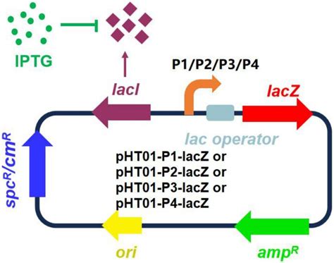 基因的启动子及应用
