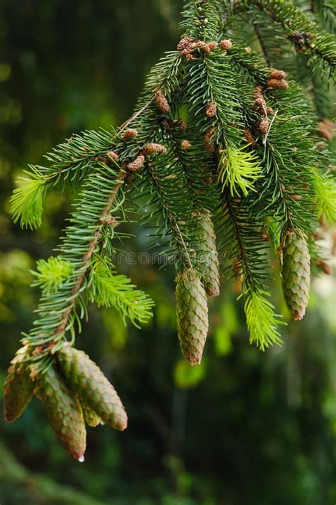 Spruce Cone On A Branch Of A Spruce Tree In The Forest In Nature Stock Photo Image Of Tree