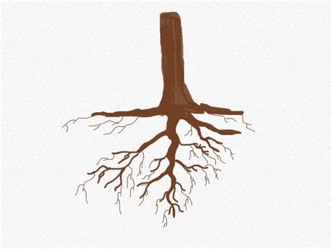 Root Systems Database Orchard Of Flavours
