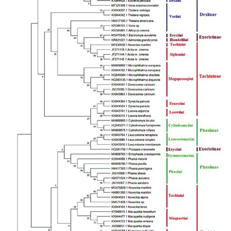 Maximum Likelihood Phylogeny Based On Coi Gene Analysis Ml Bootstrap