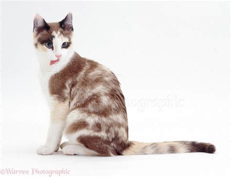 Chocolate Tortoiseshell And White Cat Photo Wp22227