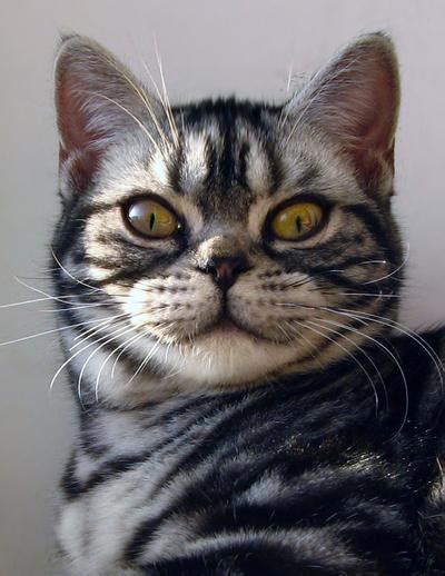 Топ 10 самых популярных кошачьих пород