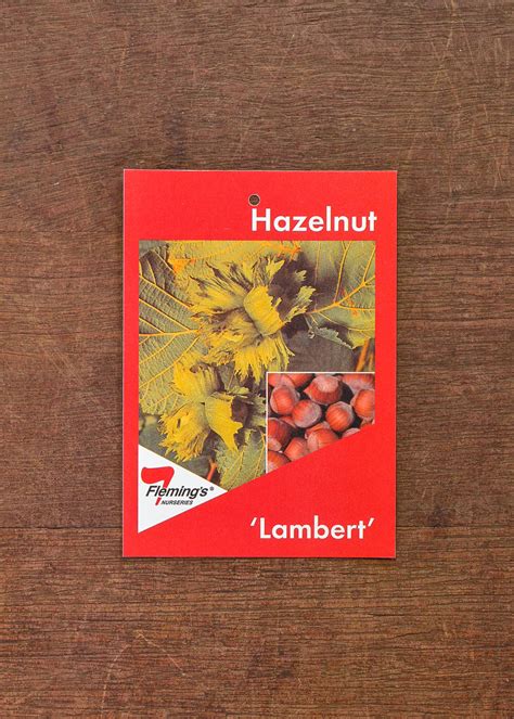 Hazelnut Lambert Guildford Garden Centre
