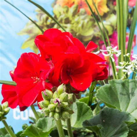 Sta Green 64 Quart Potting Soil Mix In The Soil Department At