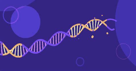 Introduction To Exon And Intron Genetic Education