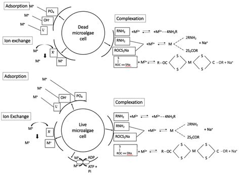 Passive And Active Uptake Download Scientific Diagram