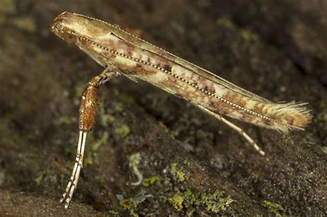 Tortricid Moth Caloptilia Bugguide Net