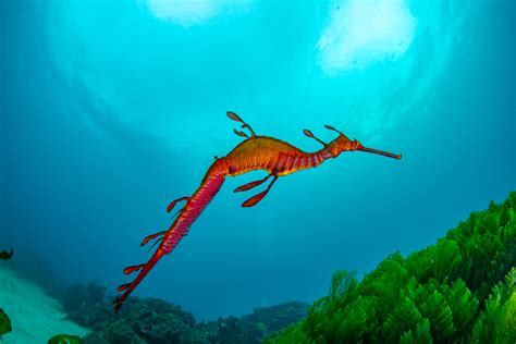 Diving Deeper Into Underwater Photography Scene